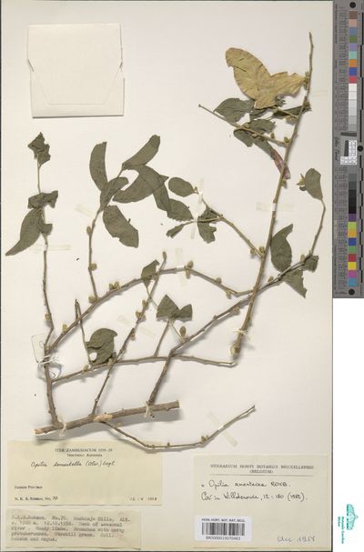 Opilia amentacea Roxb. | Europeana