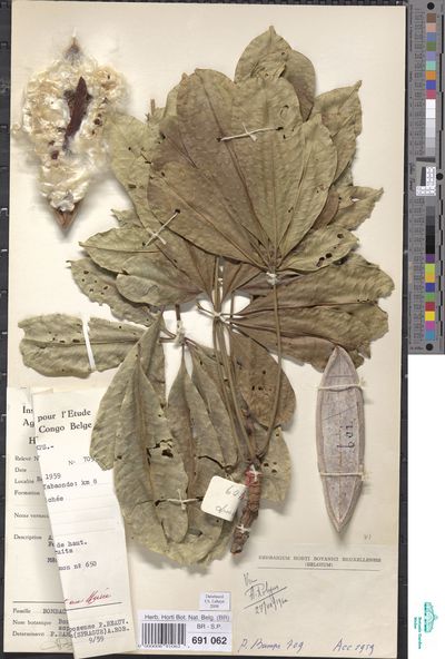 Bombax buonopozense P.Beauv. subsp. reflexum (Sprague) A.Robyns | Europeana